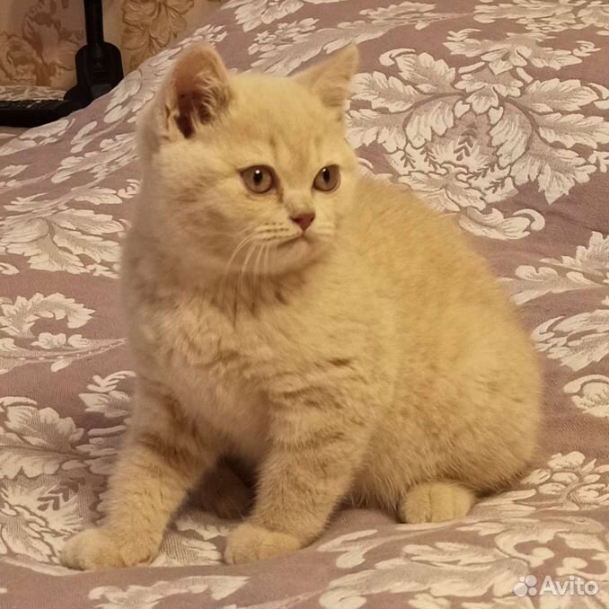 Британский кремовый котик