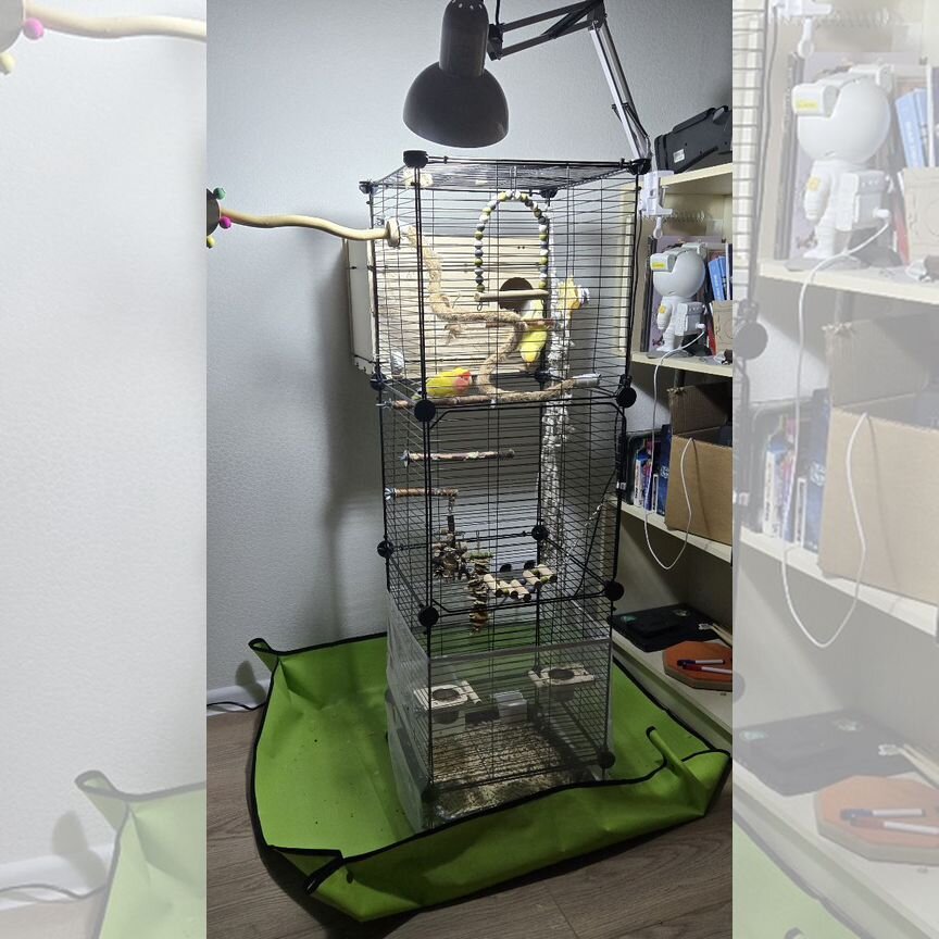 Попугаи неразлучники