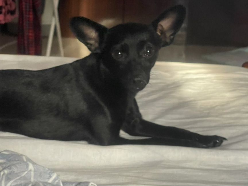 Собака в добрые руки той-терьер