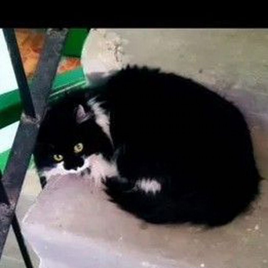 Кот красавец