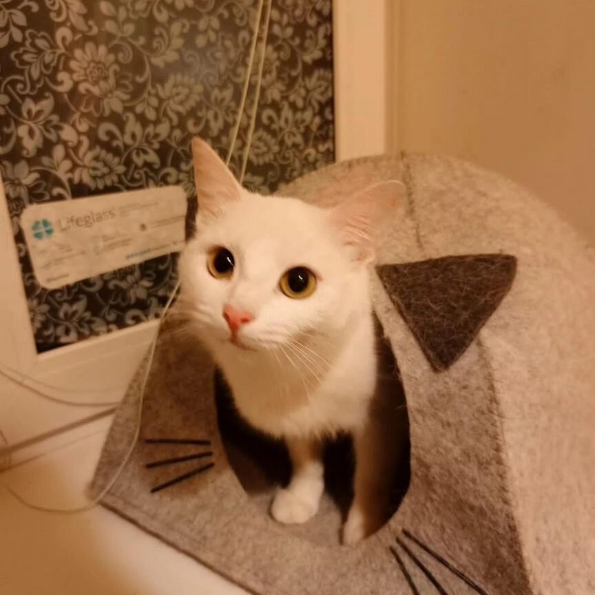 Чисто белая кошечка