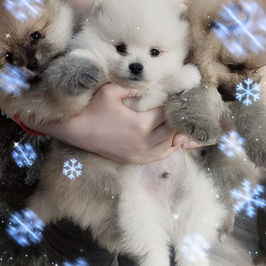 Новогодние супер-мишки