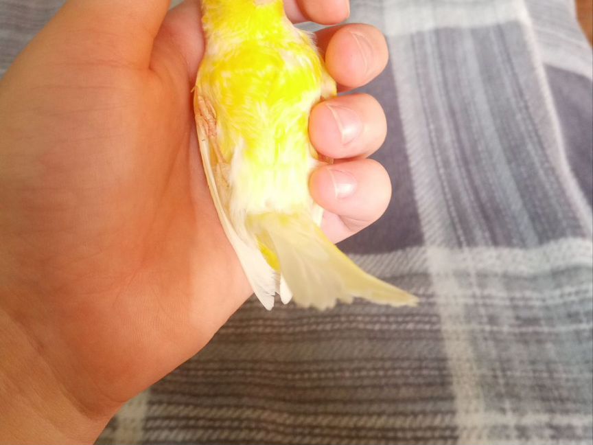 Канарейки певчие птицы