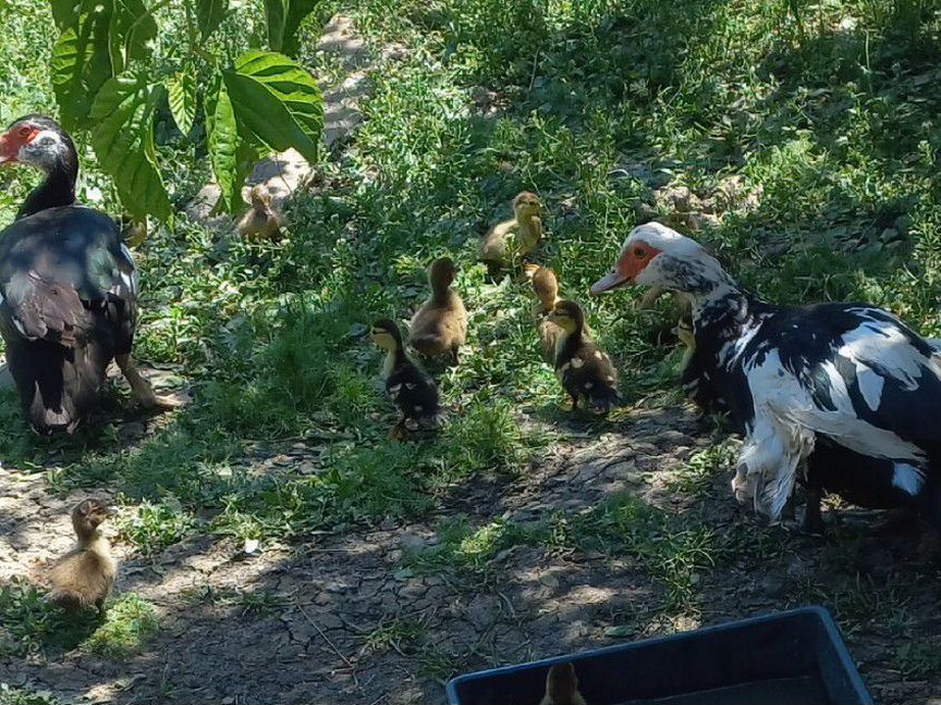 Утята индоутки с уткой