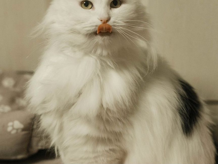 Кошечка Зефирка