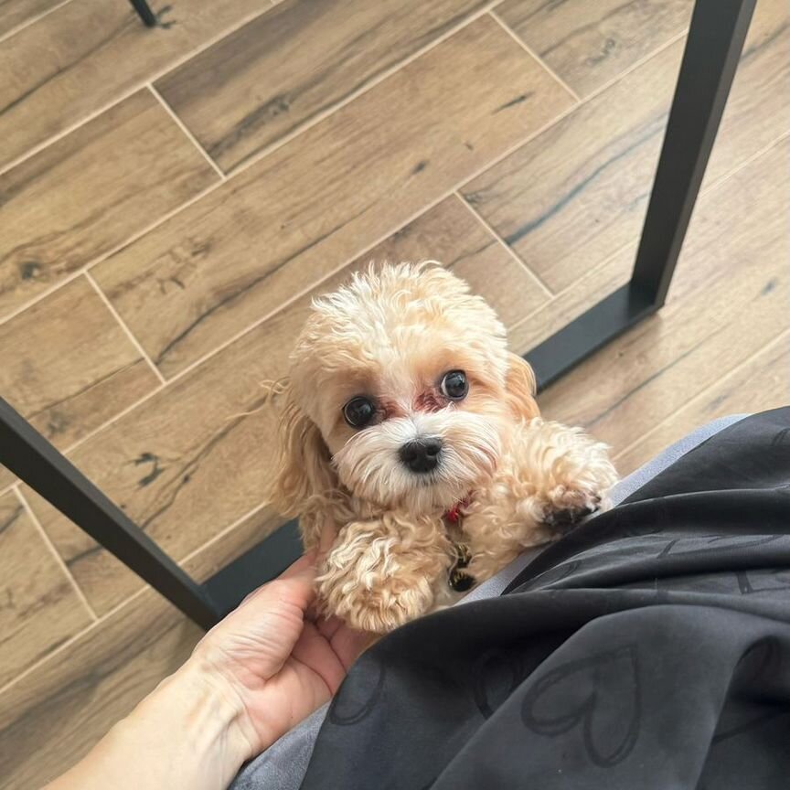 Настоящие щенки мальтипу F1 Корея