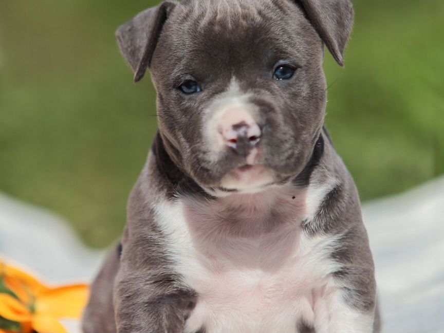 Девочки амстаффтерьера в тяжелом типе