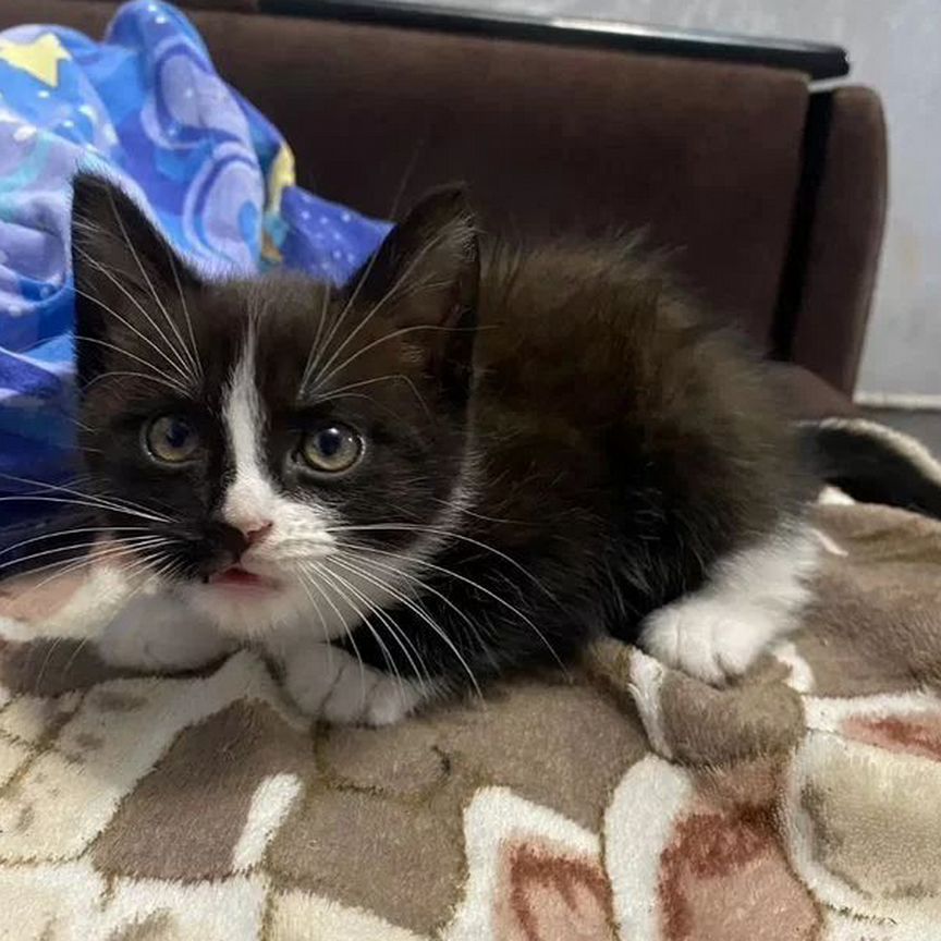 Котёнок в добрые руки