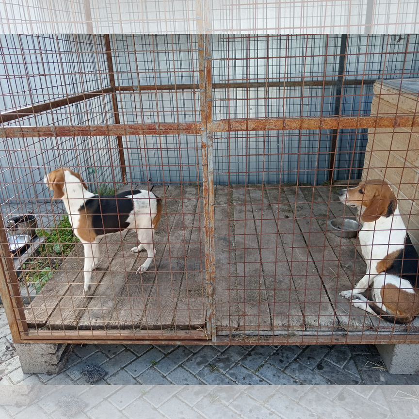 Ищу собак (эстонская гончая)