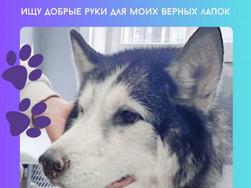 Собака хаски, мальчик, ищет дом