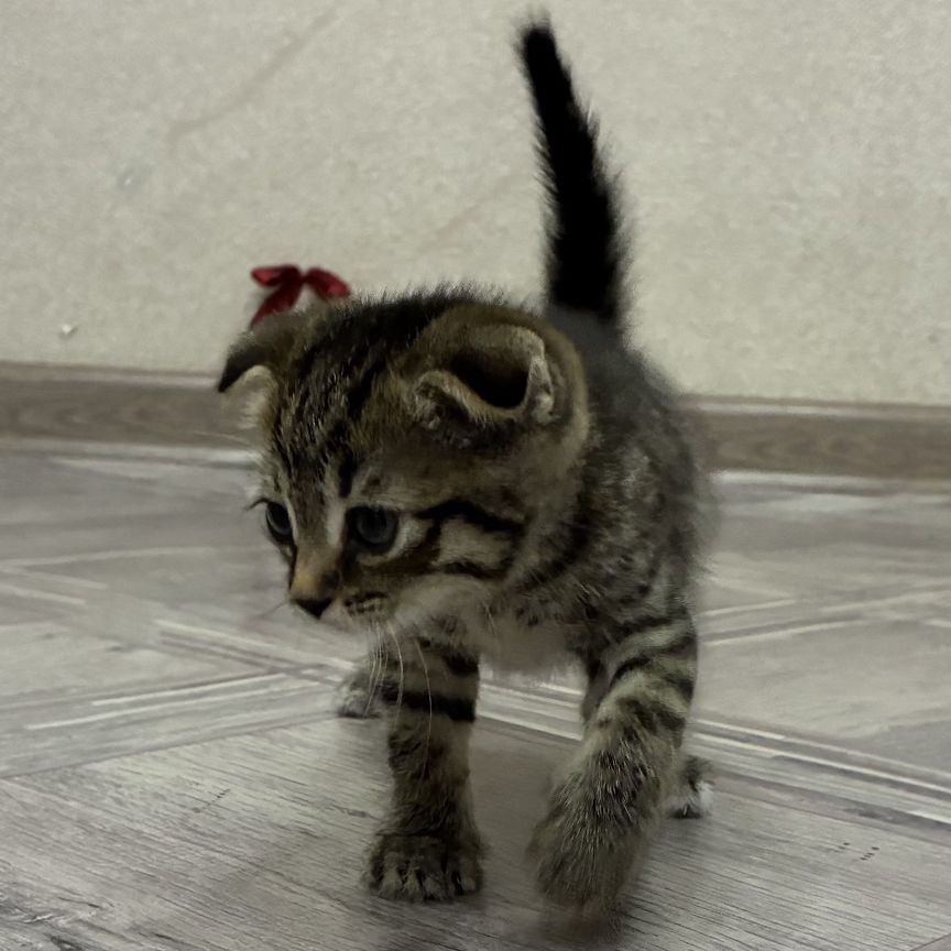 Шотландский вислоухий короткошёрстный котёнок