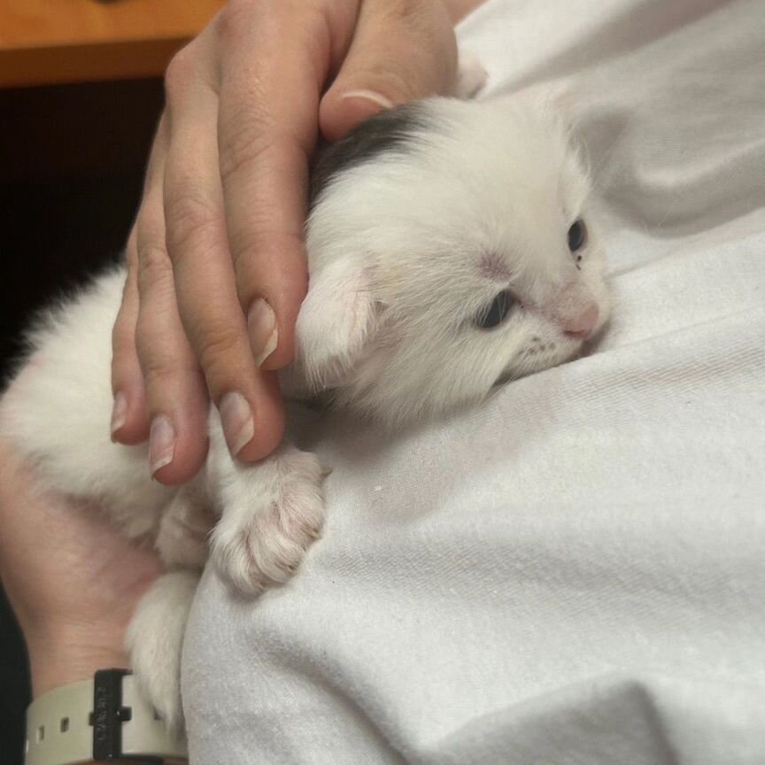 Котенок девочка в добрые руки