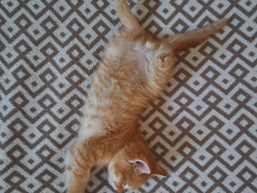 Котик в добрые руки