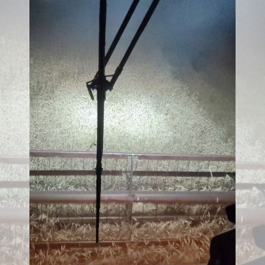 Продам пшеницу