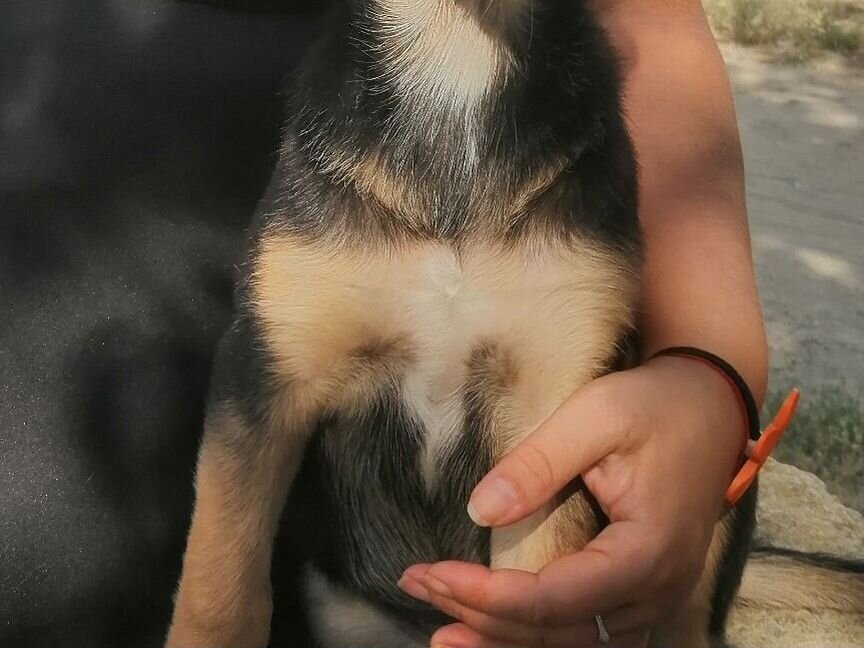 Щенок в добрые руки бесплатно