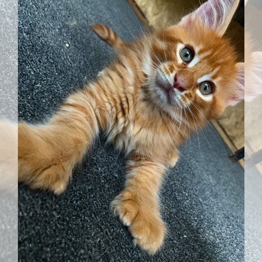 Мейн-кун полидакт мальчик