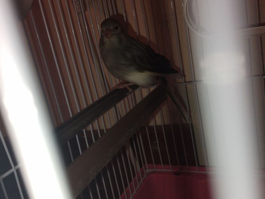 Кенарь (бесплатная клетка и корм)