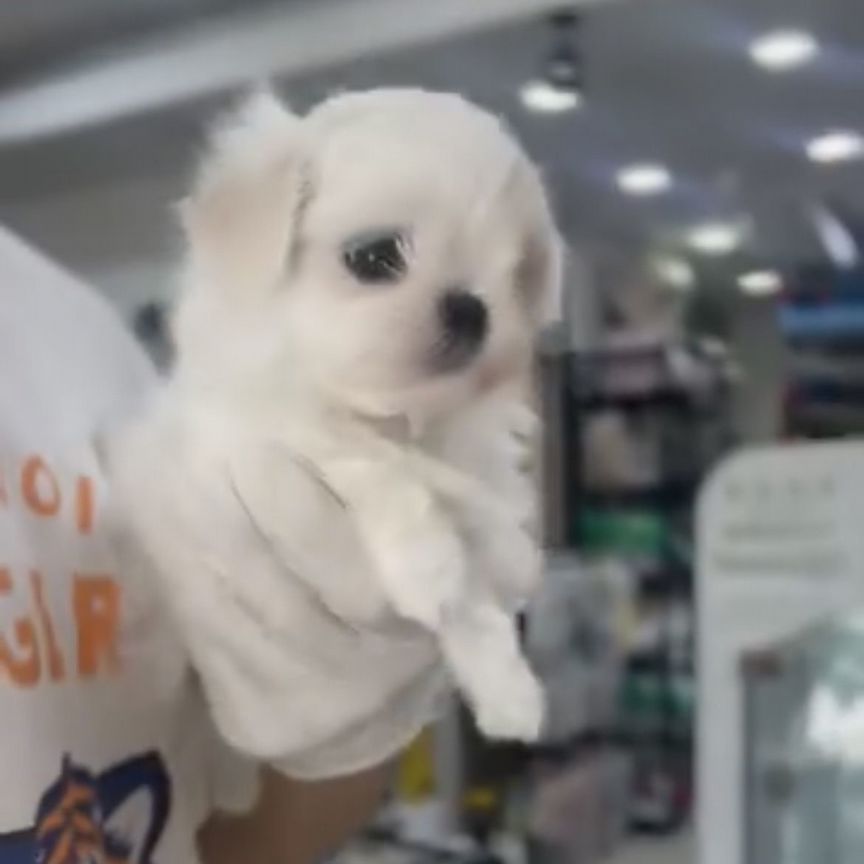 Мини мальтезе из Кореи