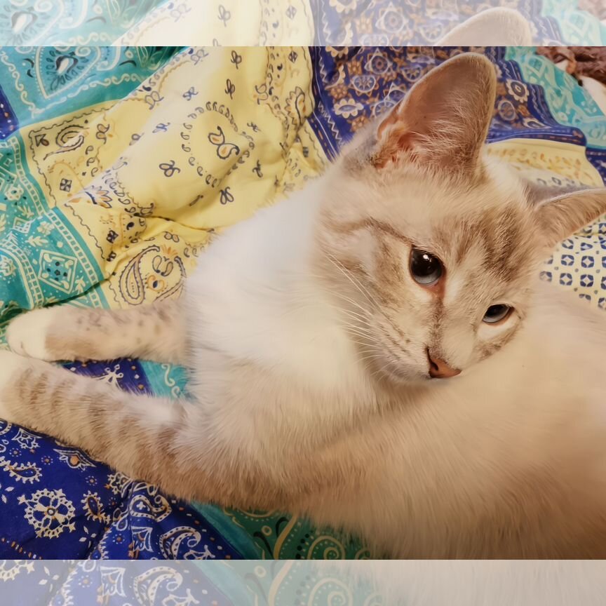 Сиамский котёнок