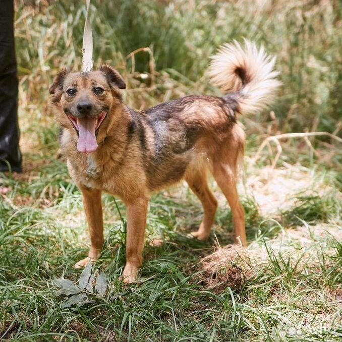 Удивительная собака Рокси в добрые руки