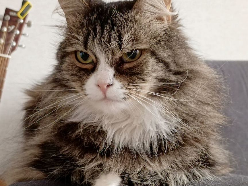 Отдам кота в добрые руки