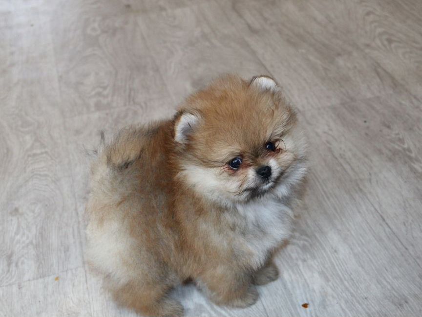 Помы мальчик девочка,суперкороткие носики