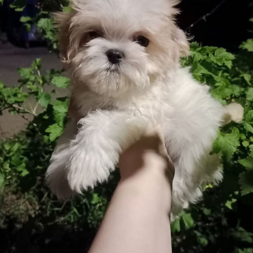 Мальчик мини Мальтийской болонки