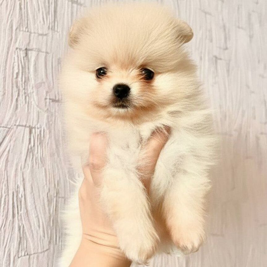 Померанский шпиц, щенок