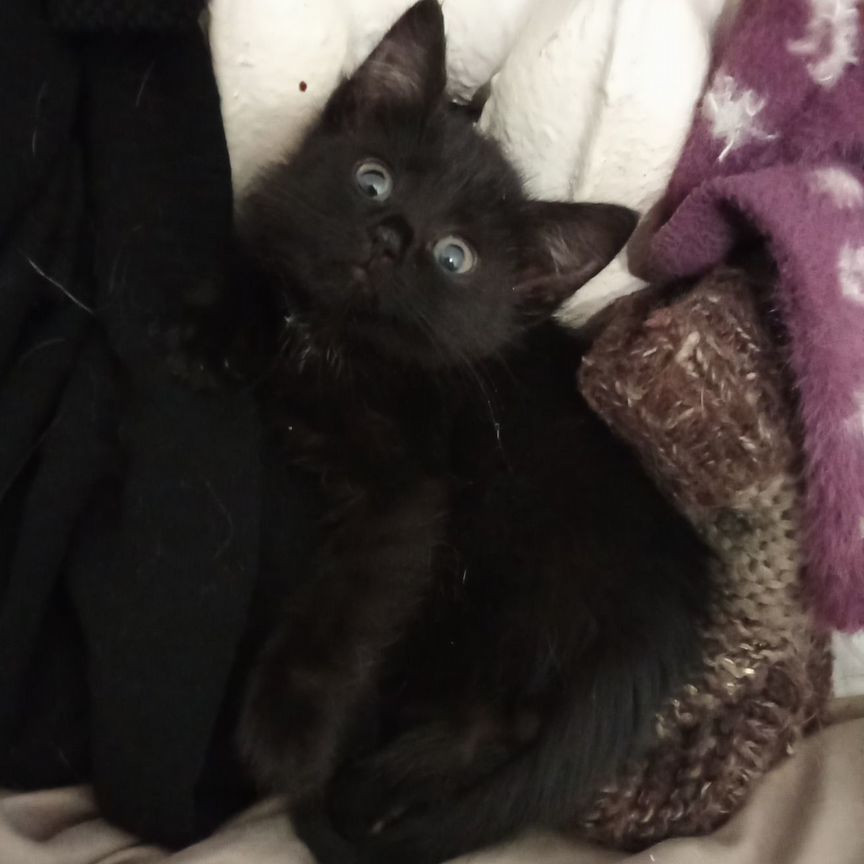 Котёнок в добрые руки