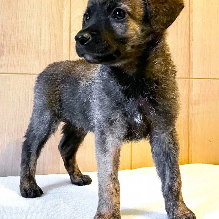 Собака в добрые руки отдам бесплатно