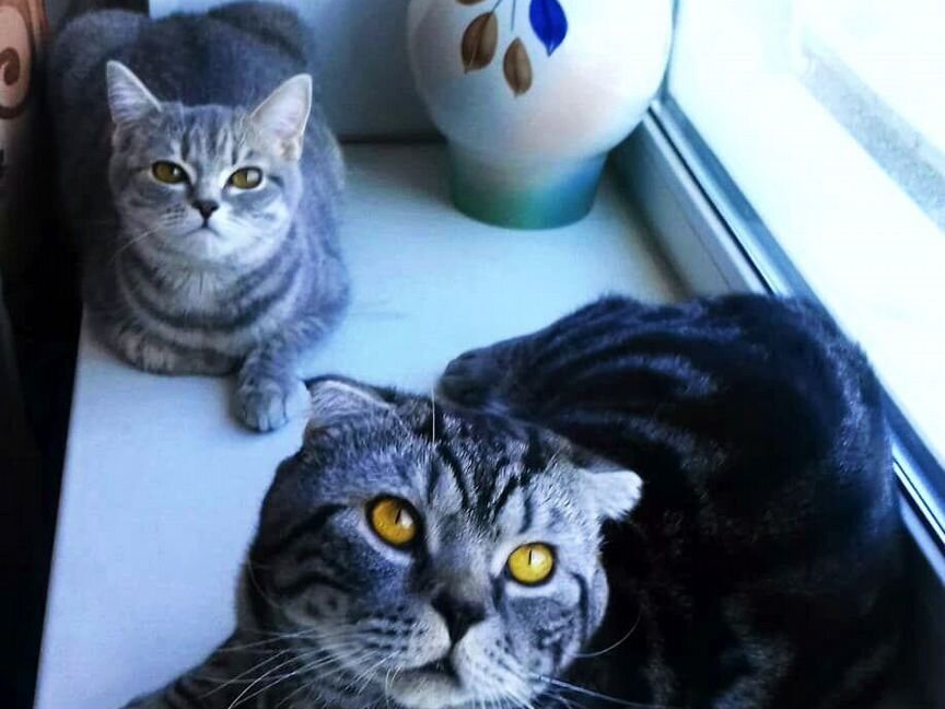 Кошка и кот шотландские