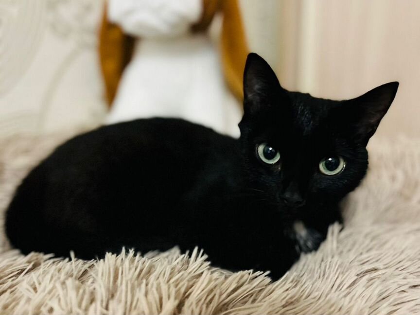 Кошка 1,3 года в добрые руки
