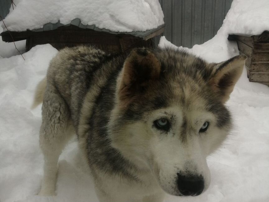 Сибирский хаски