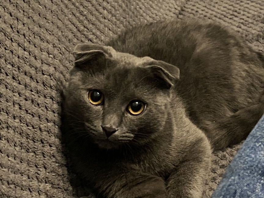 Кота в добрые руки