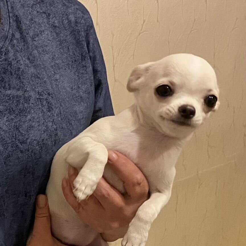 Чихуахуа мини девочка