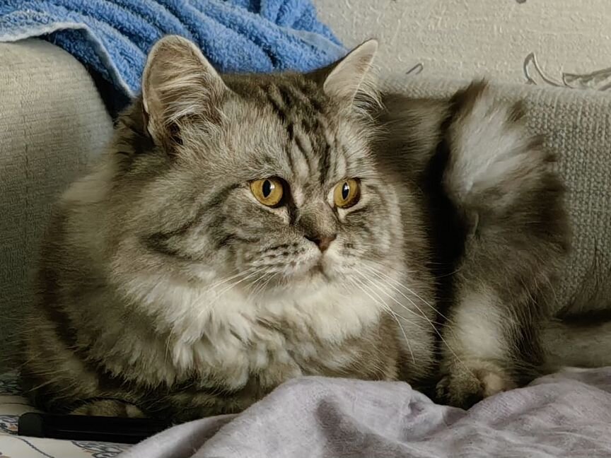 Вязка кошек бесплатно