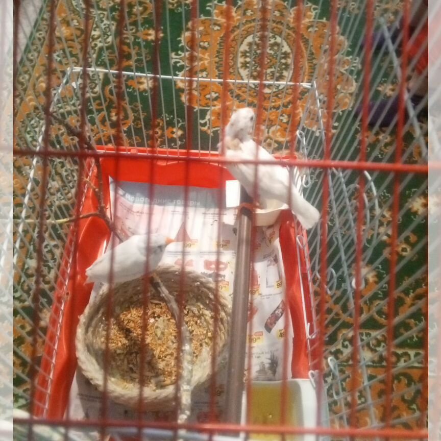 Зебровые амадины