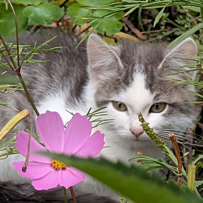 Котята в добрые руки бесплатно мальчик
