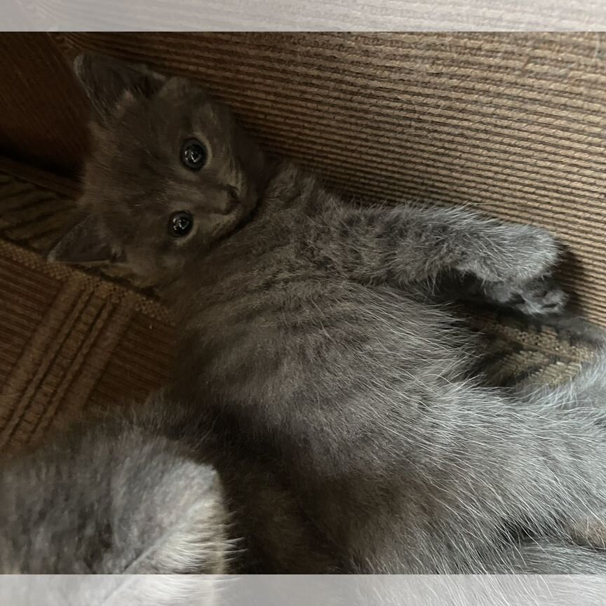 Отдам котят в добрые руки