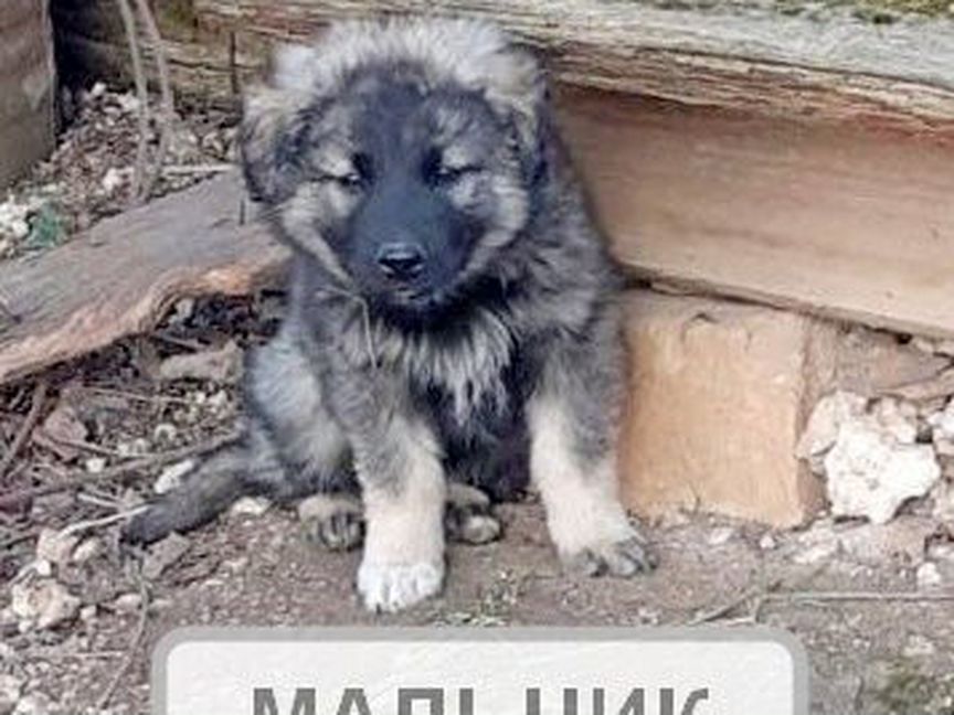 4 милейших пушистиков на заброшенной даче