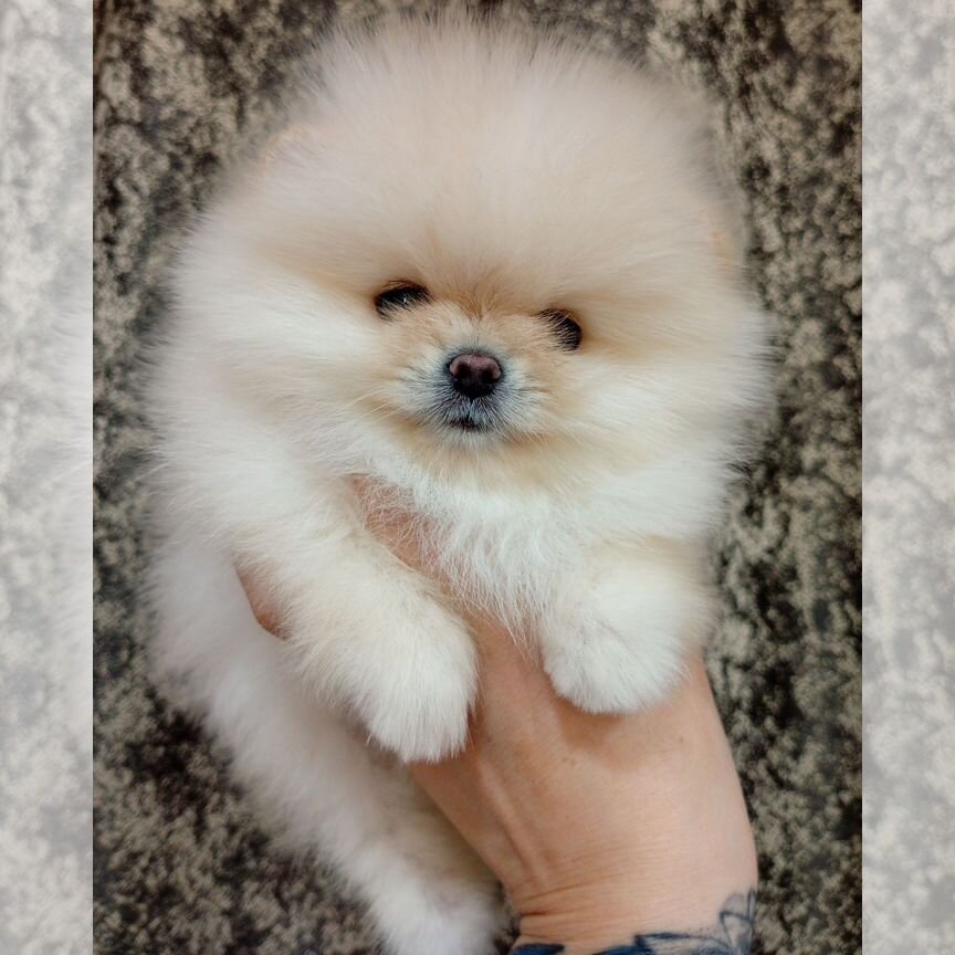 Щенки шпица мальчишки