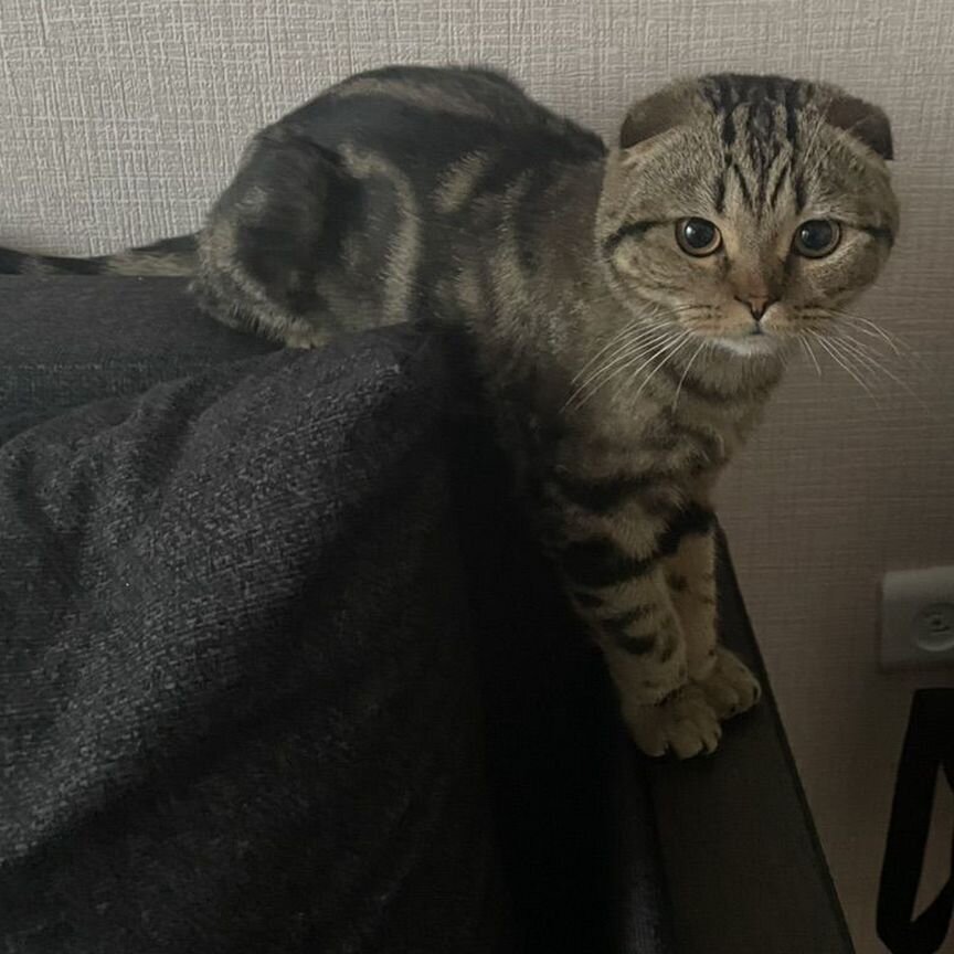 Шотландский вислоухий короткошёрстный котёнок
