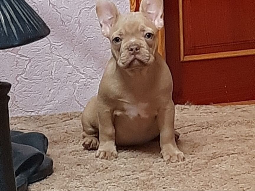 Изабелла ждёт Вас