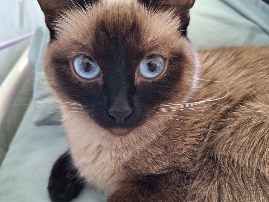 Сиамская кошка ищет кота на вязку