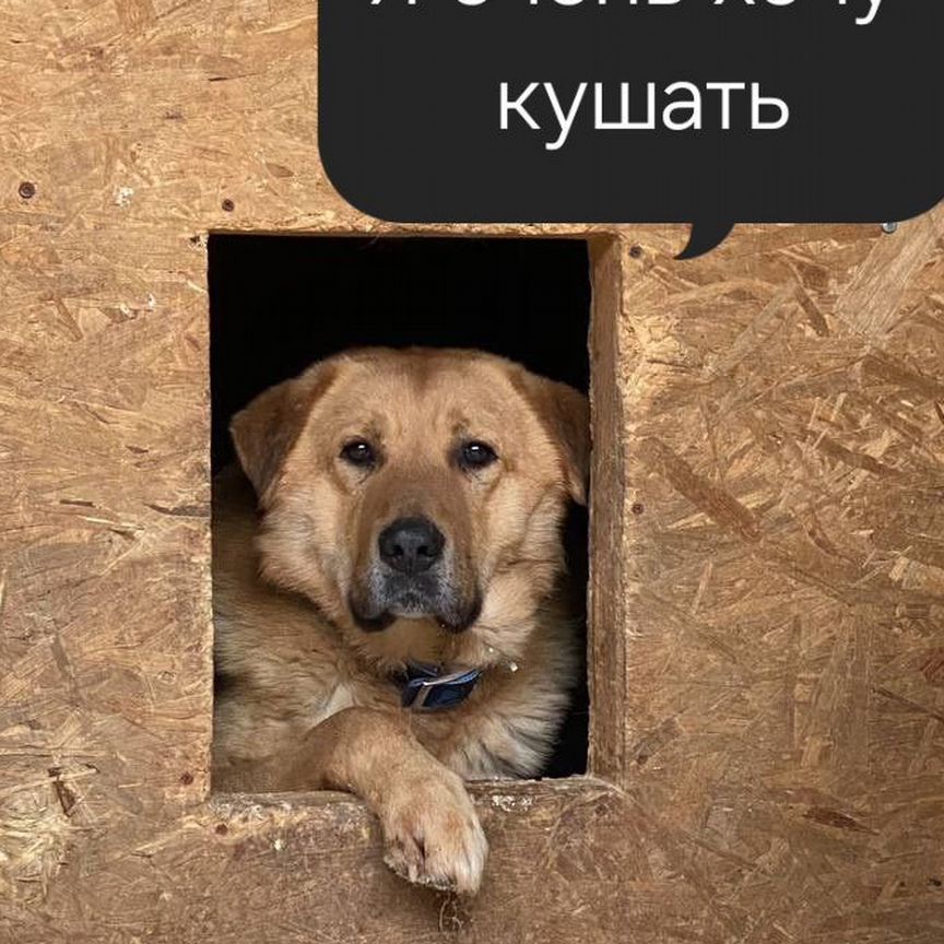 Взрослый пёс в добрые руки