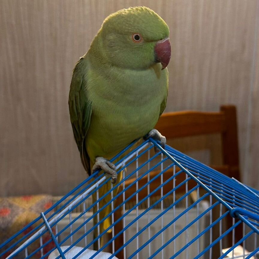 Ожереловый попугай