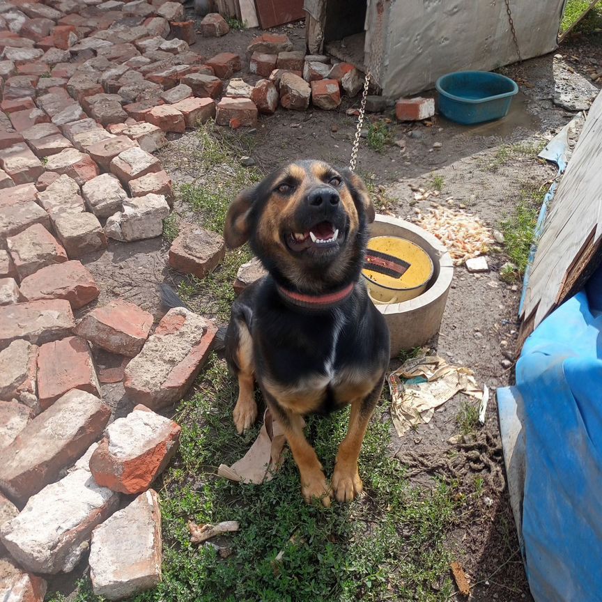 Собака в добрые руки