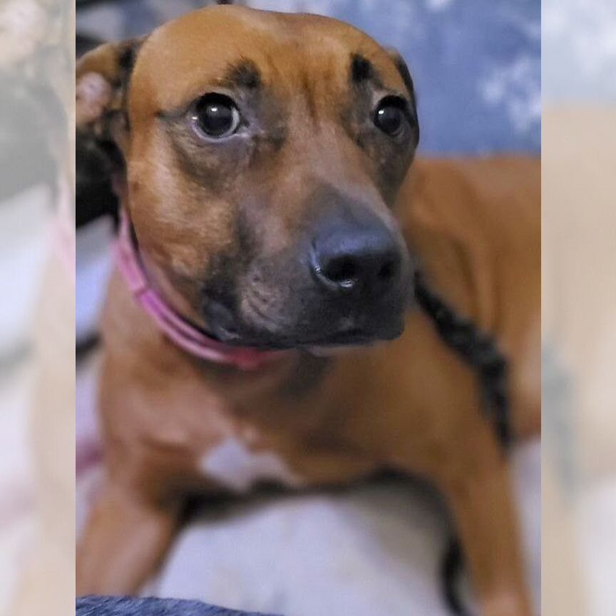 Американский питбультерьер, взрослая собака