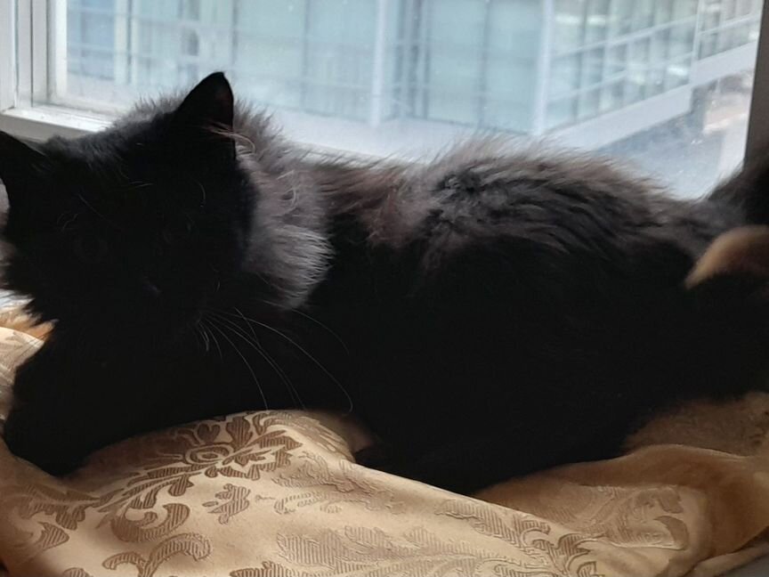 Черная пантера. Умнейшая кошка