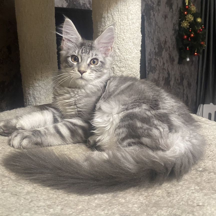 Мейн-кун котёнок